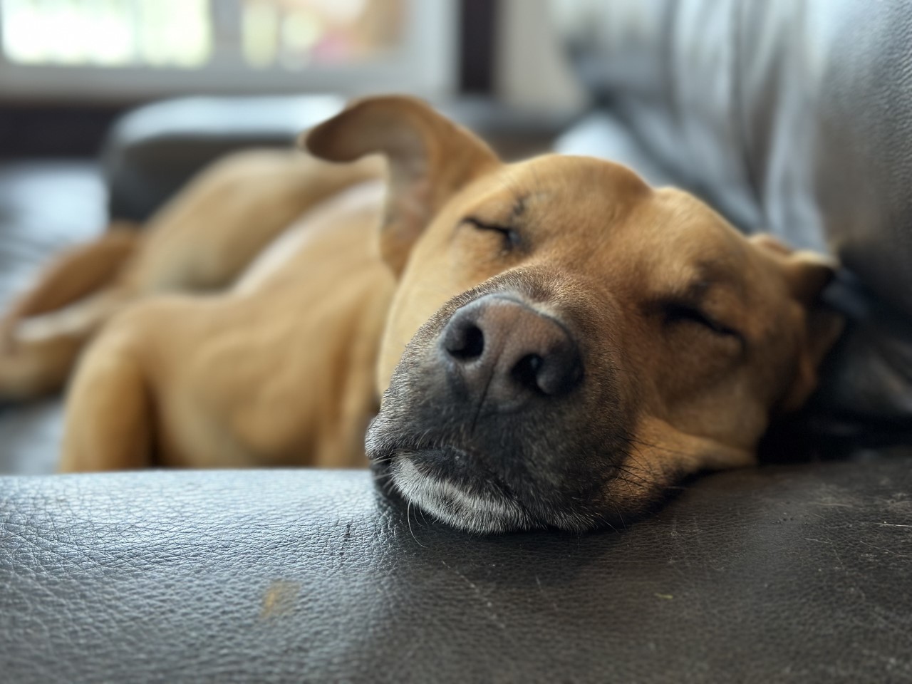 Scooby Doo – Veterinarians to the Rescue